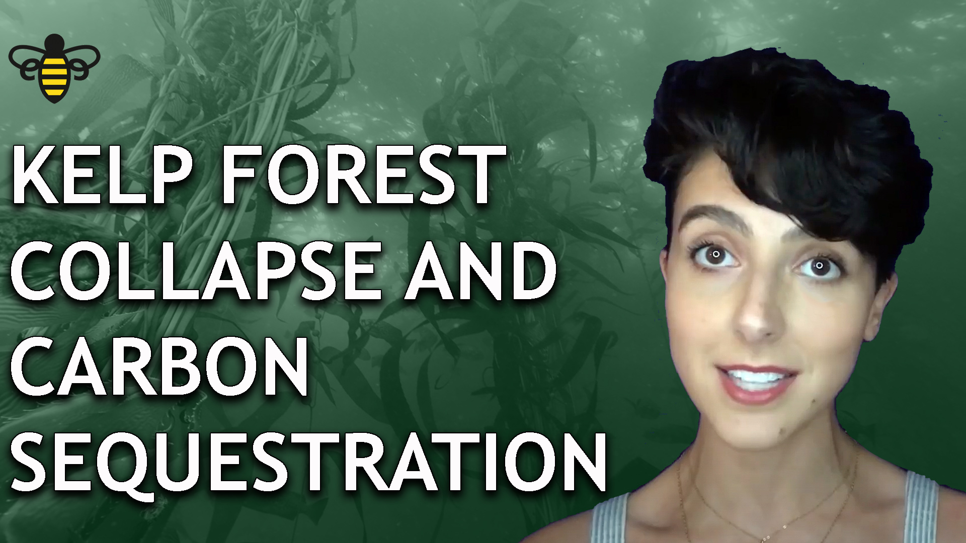 What You Need to Know About Kelp Forest Collapse and Carbon ...